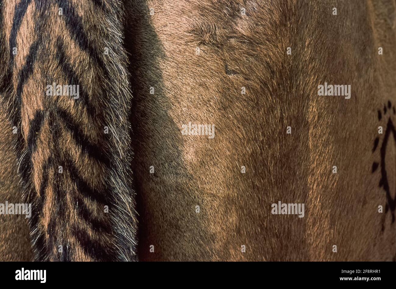 Flank animal hi-res stock photography and images - Alamy