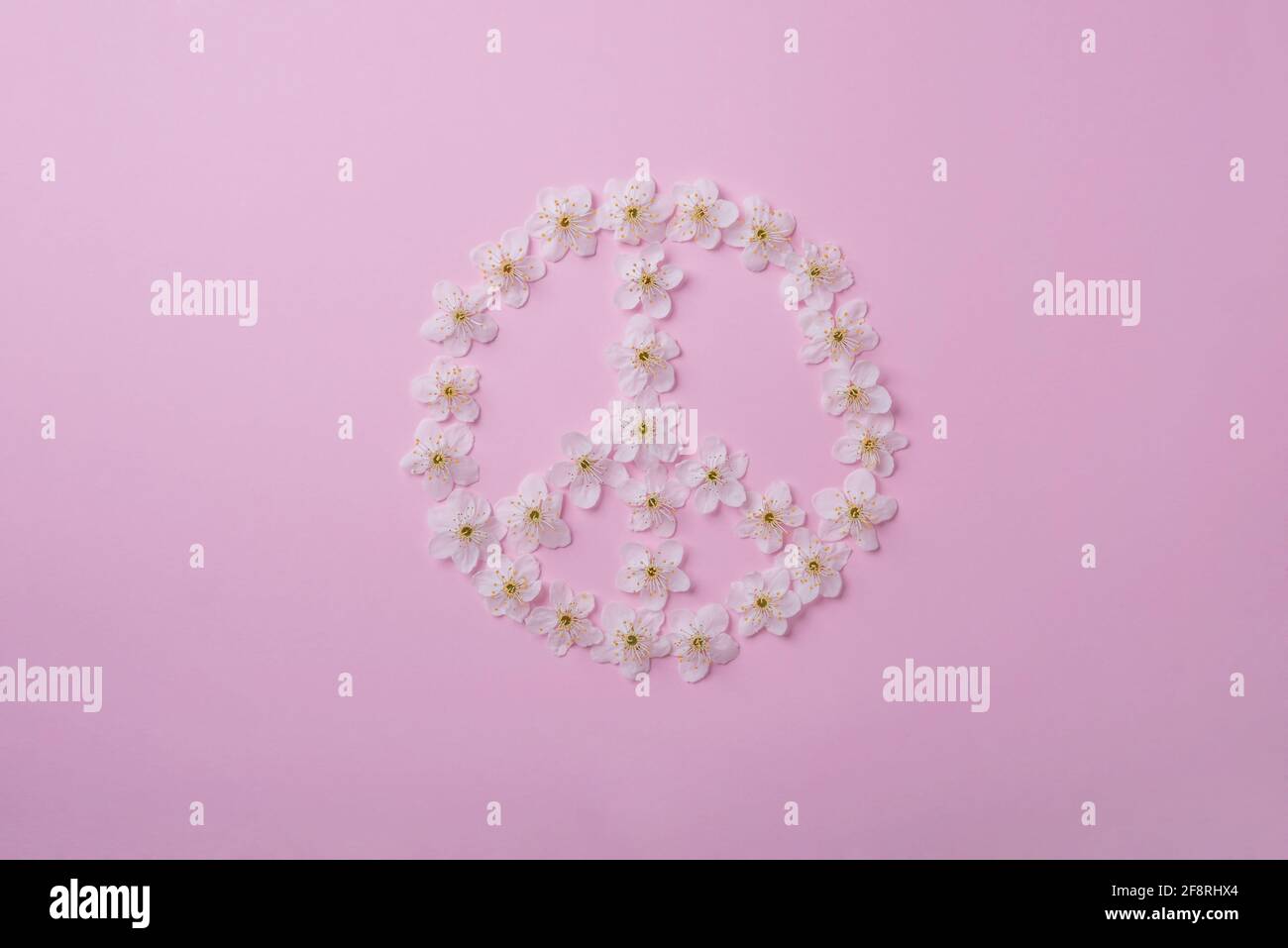 Peace sign made of white spring flowers on a pink background Stock ...