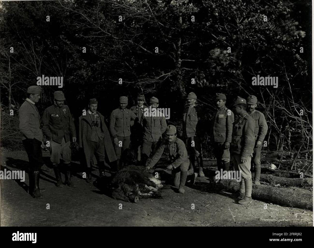 Disassemble a wild boar raised on a mine. Kolanki Stock Photo - Alamy