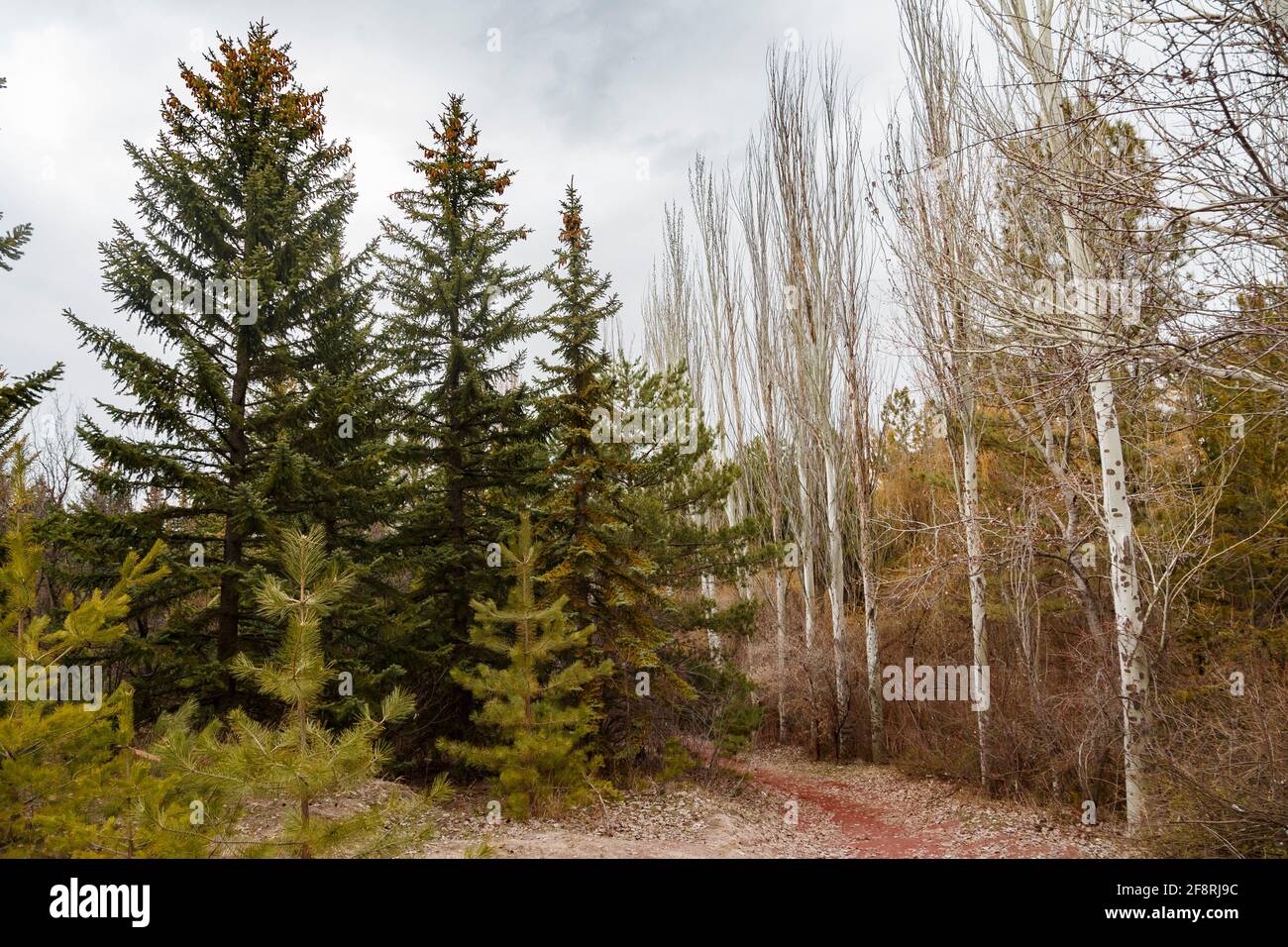 Low angle shot of natural pathway in forest with pine trees and populus ...
