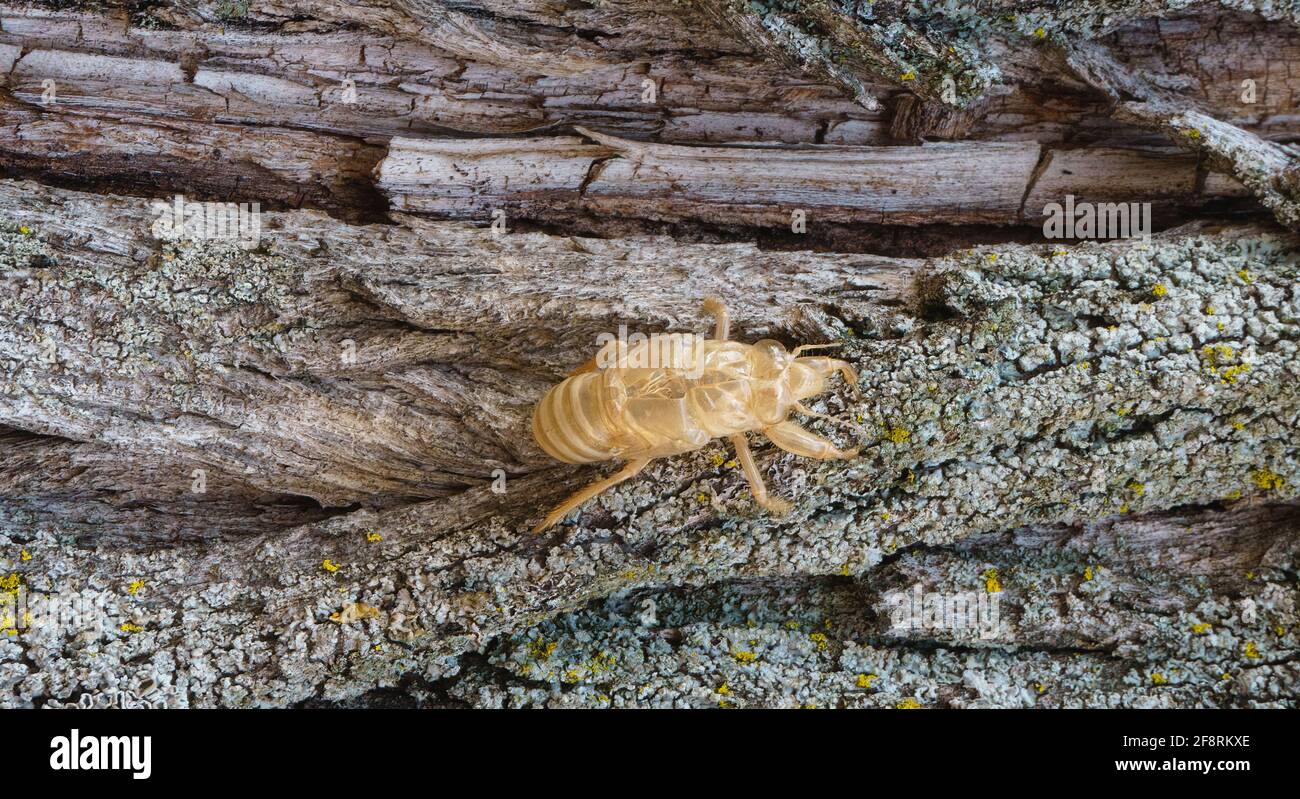 Cicada chrysalis hi-res stock photography and images - Alamy
