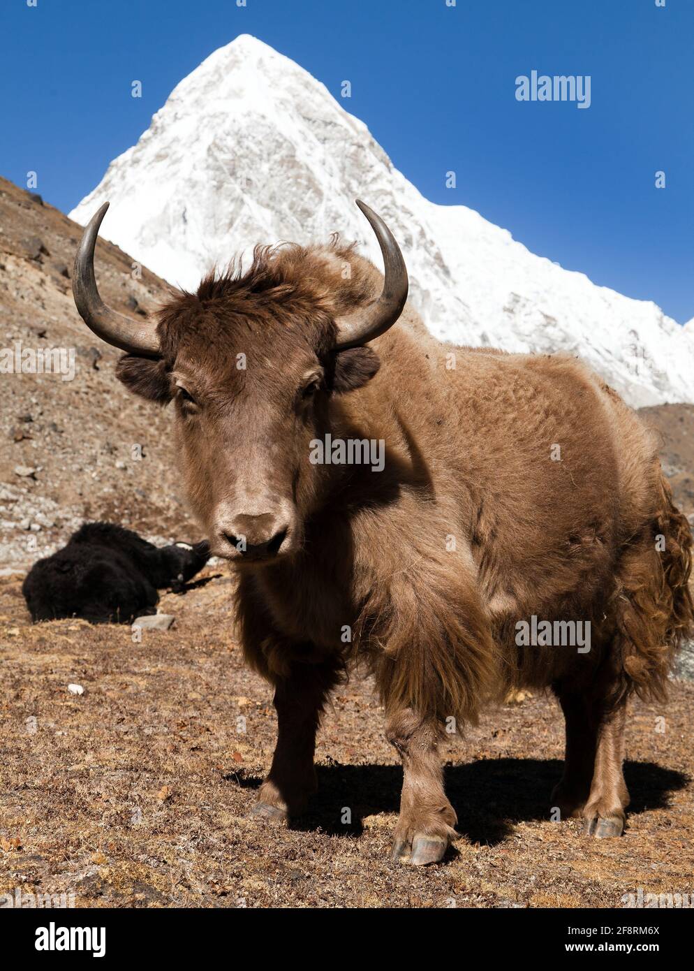 Yak on the way to Everest base camp and mount Pumo ri - Nepal Stock ...