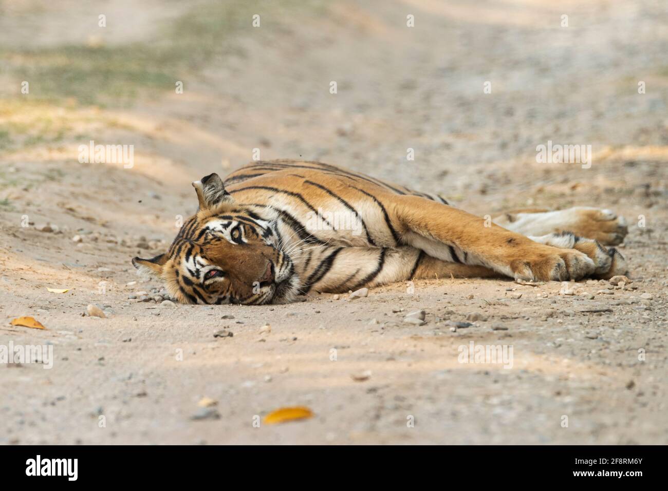 Jim corbett tigers hi-res stock photography and images - Alamy