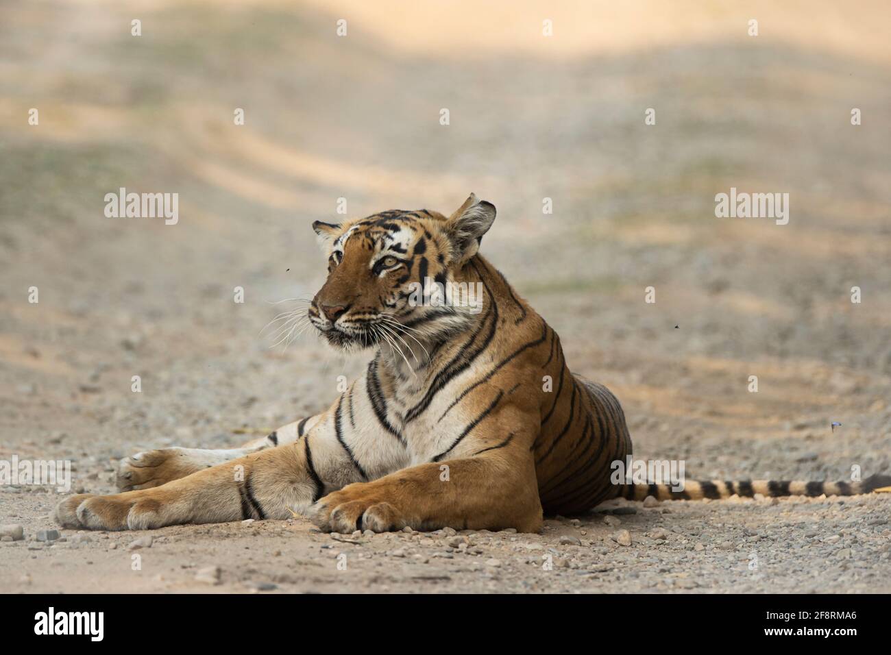 Jim corbett tigers hi-res stock photography and images - Alamy