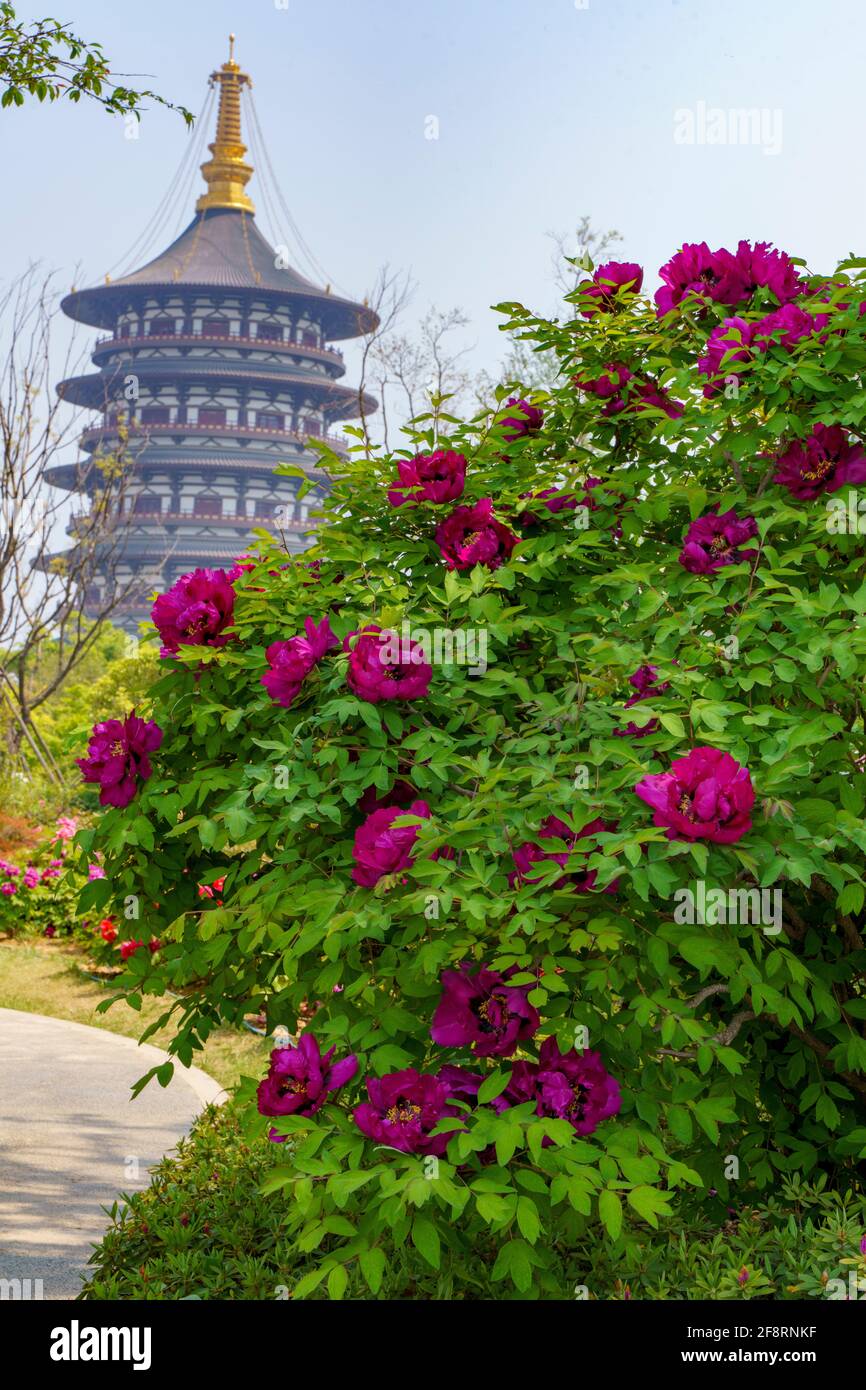 100-years old tree peonies Stock Photo - Alamy