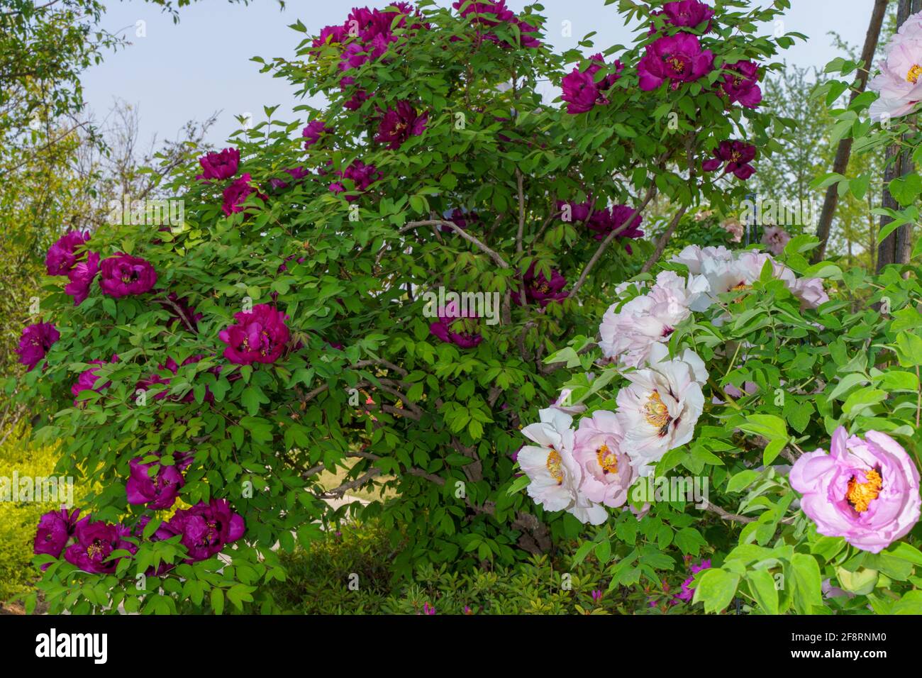 100-years old tree peonies Stock Photo - Alamy