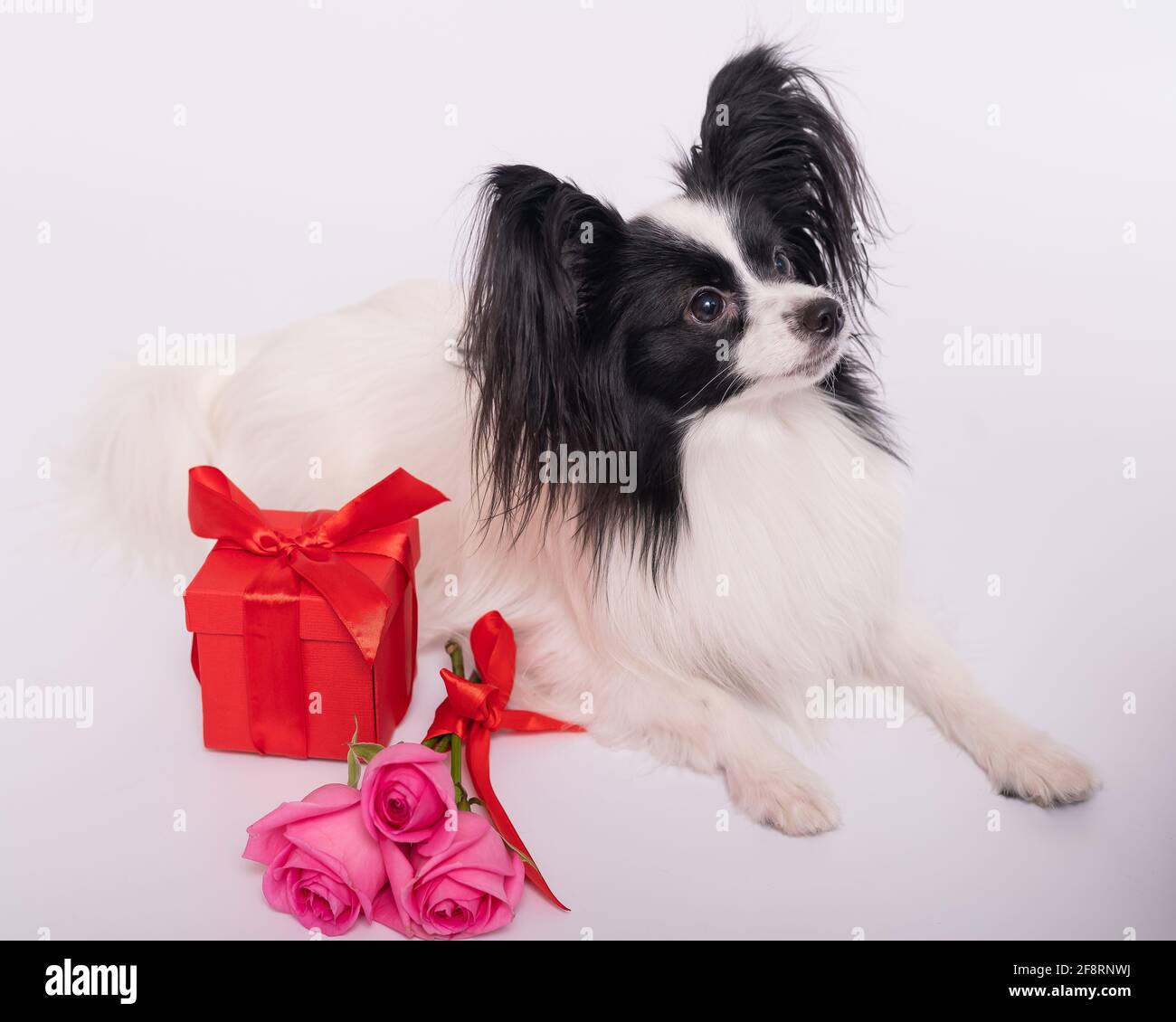 Cute papillon dog lies near a bouquet with pink roses and a red gift ...