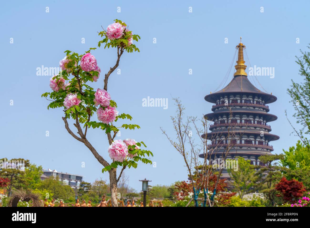 100-years old tree peonies Stock Photo - Alamy