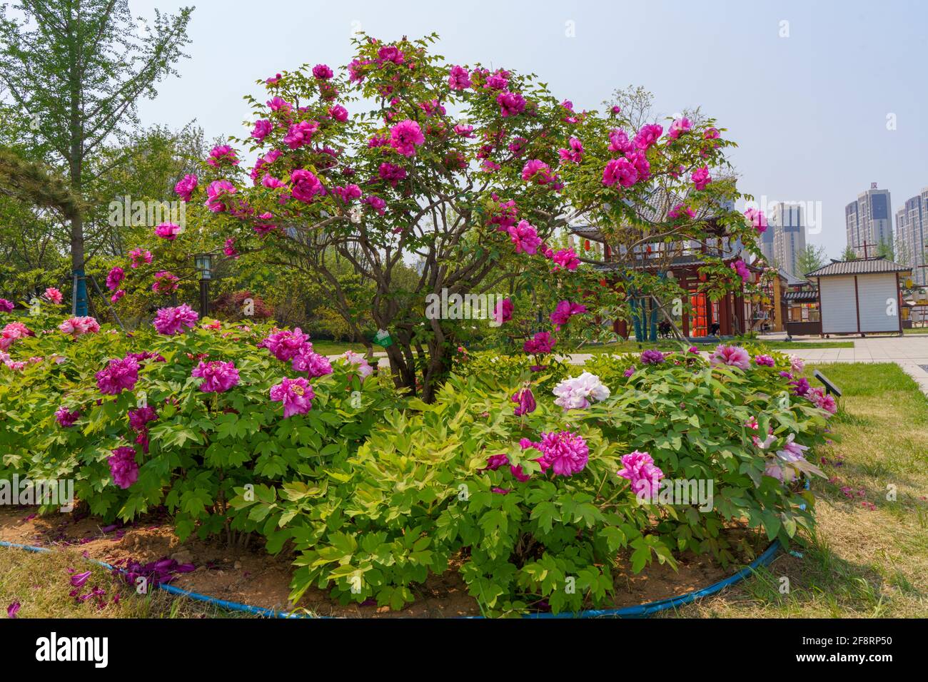 100-years old tree peonies Stock Photo - Alamy