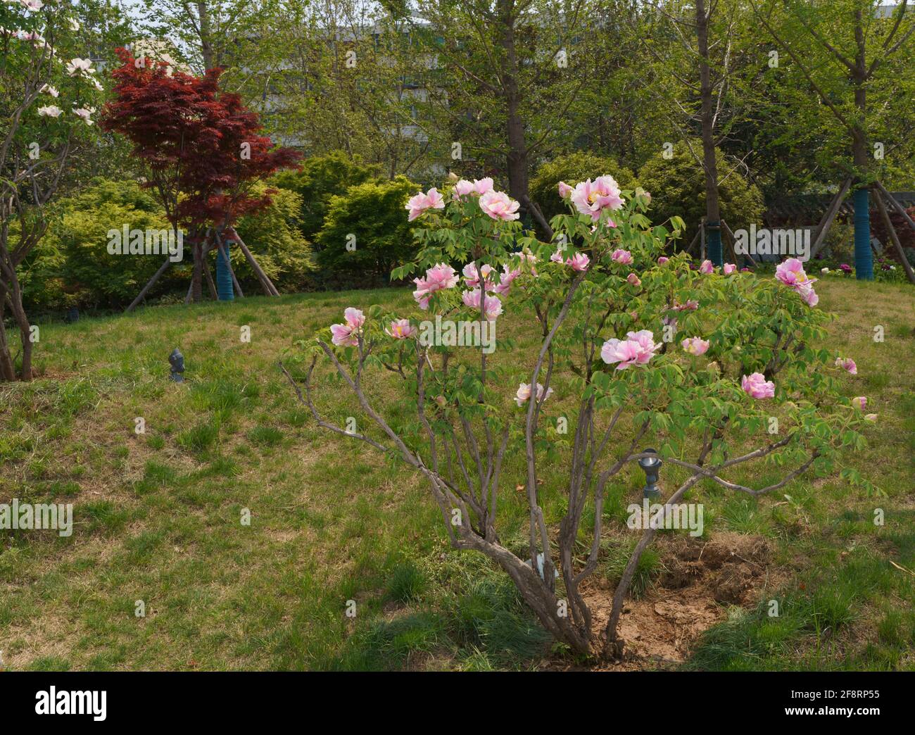 100-years old tree peonies Stock Photo - Alamy