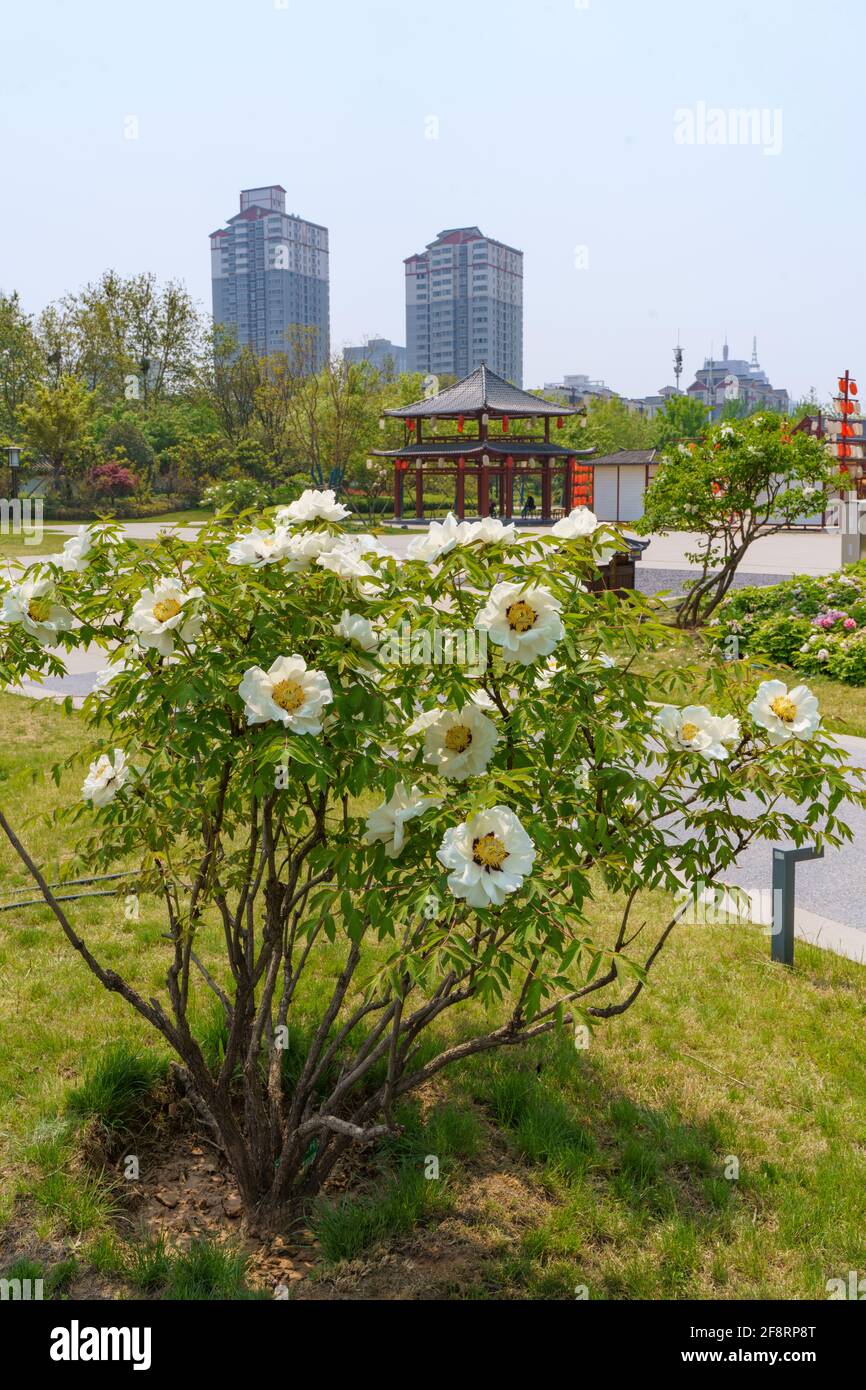100-years old tree peonies Stock Photo - Alamy
