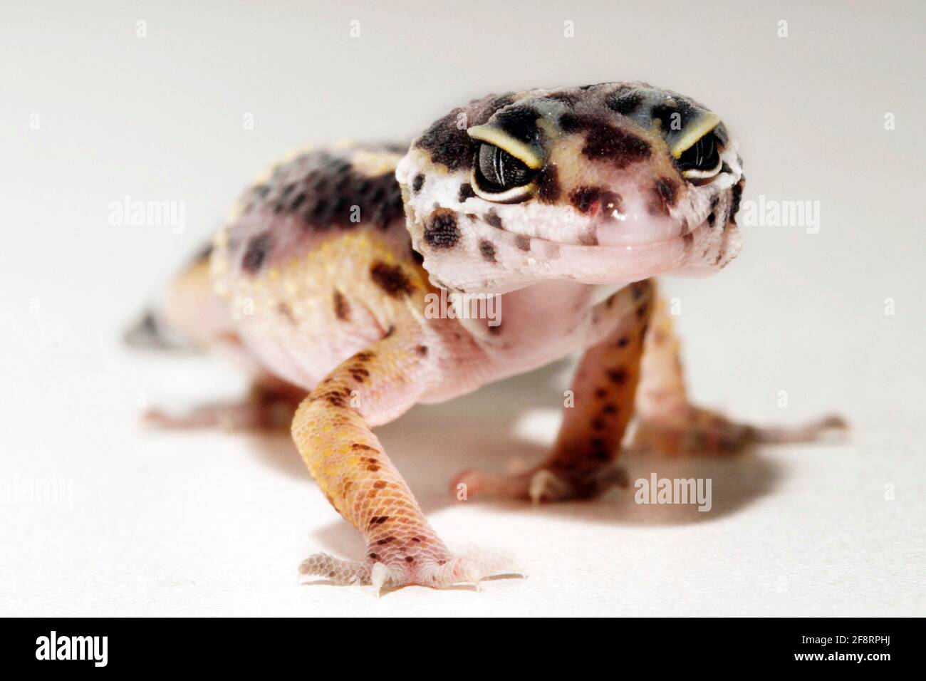 Leopard gecko (Eublepharis macularius), front view, cut-out Stock Photo ...