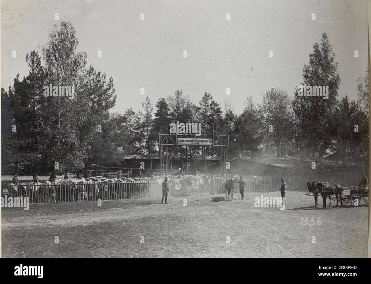 Battle cattle in the abshcnitt of the 4th K.U.K. Army Stock Photo - Alamy
