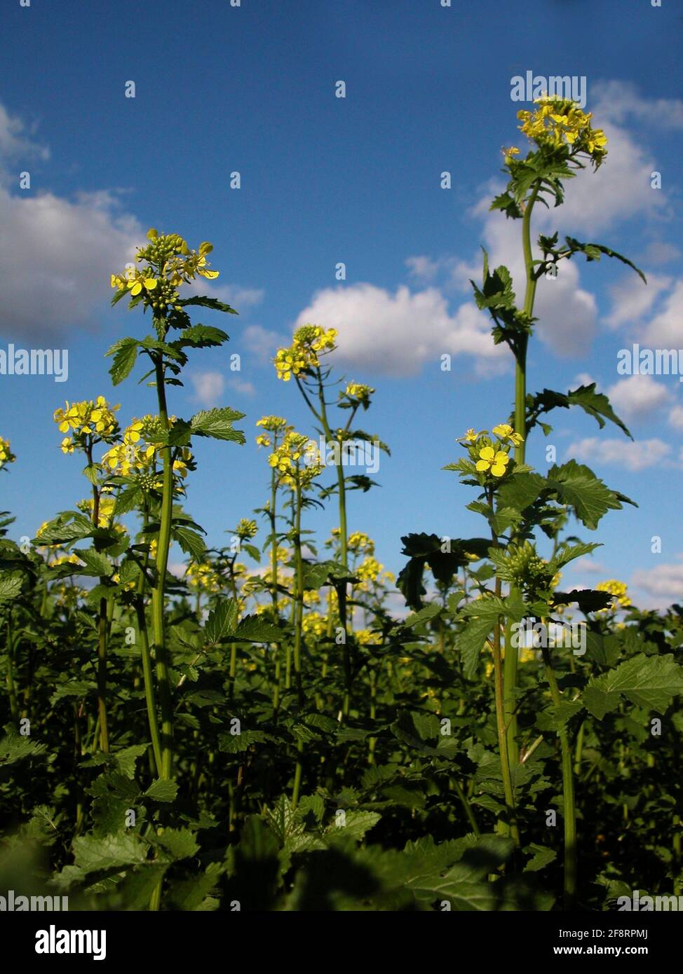 Field mustards hi-res stock photography and images - Alamy