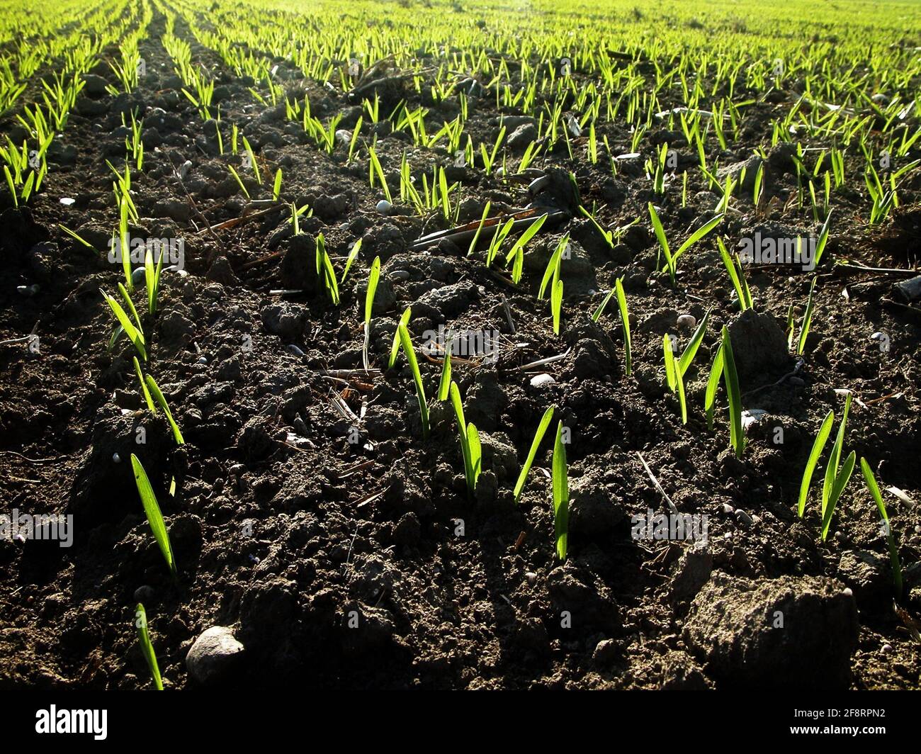 An acre with rows of seedlings hi-res stock photography and images - Alamy