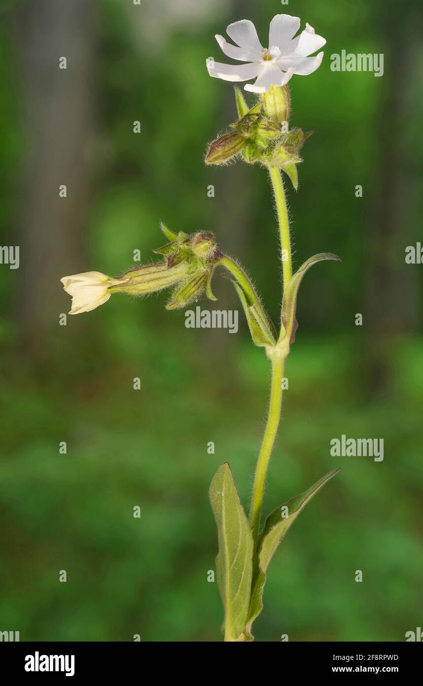 White Campion (Silene latifolia subsp. alba, Silene alba, Silene ...