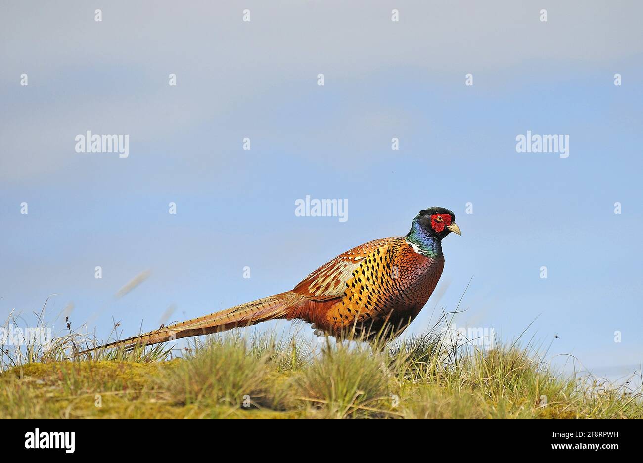 Caucasian pheasants hi-res stock photography and images - Alamy