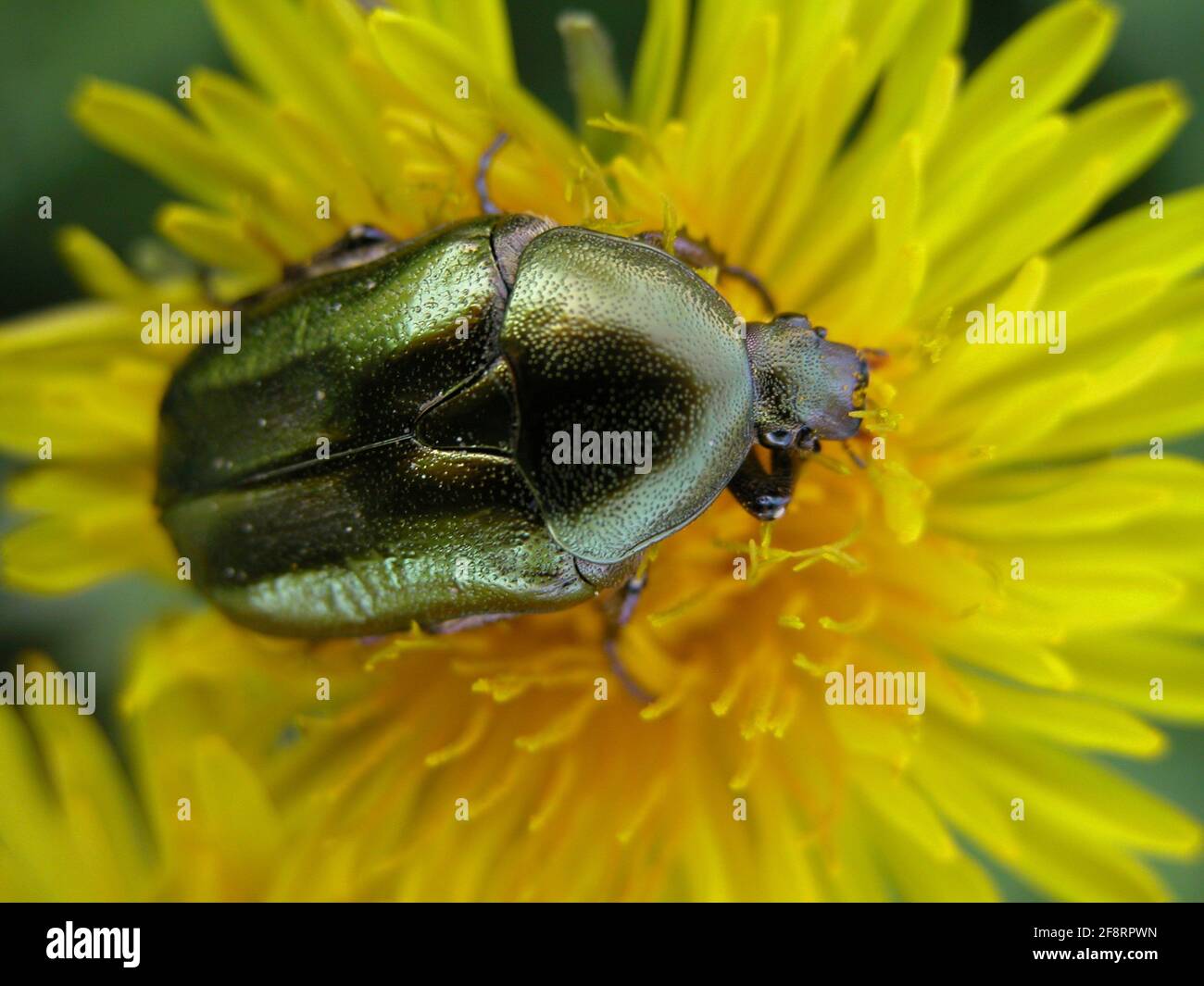 rose chafer (Cetonia aurata), sits on a dandelion flower, Austria Stock ...