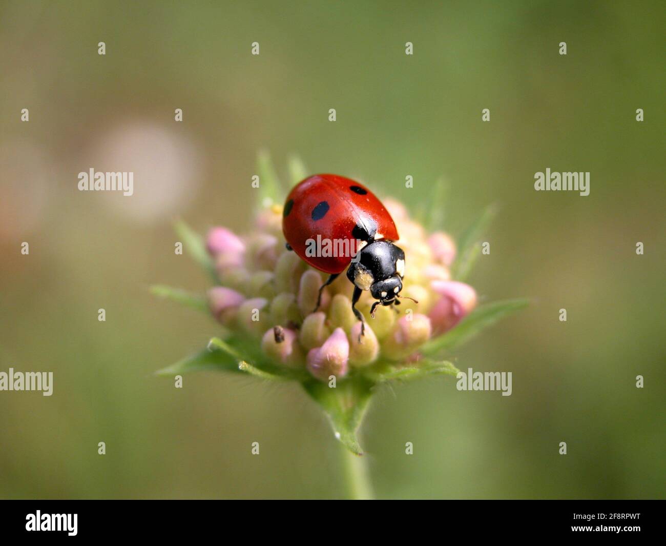 seven-spot ladybird, sevenspot ladybird, 7-spot ladybird (Coccinella ...