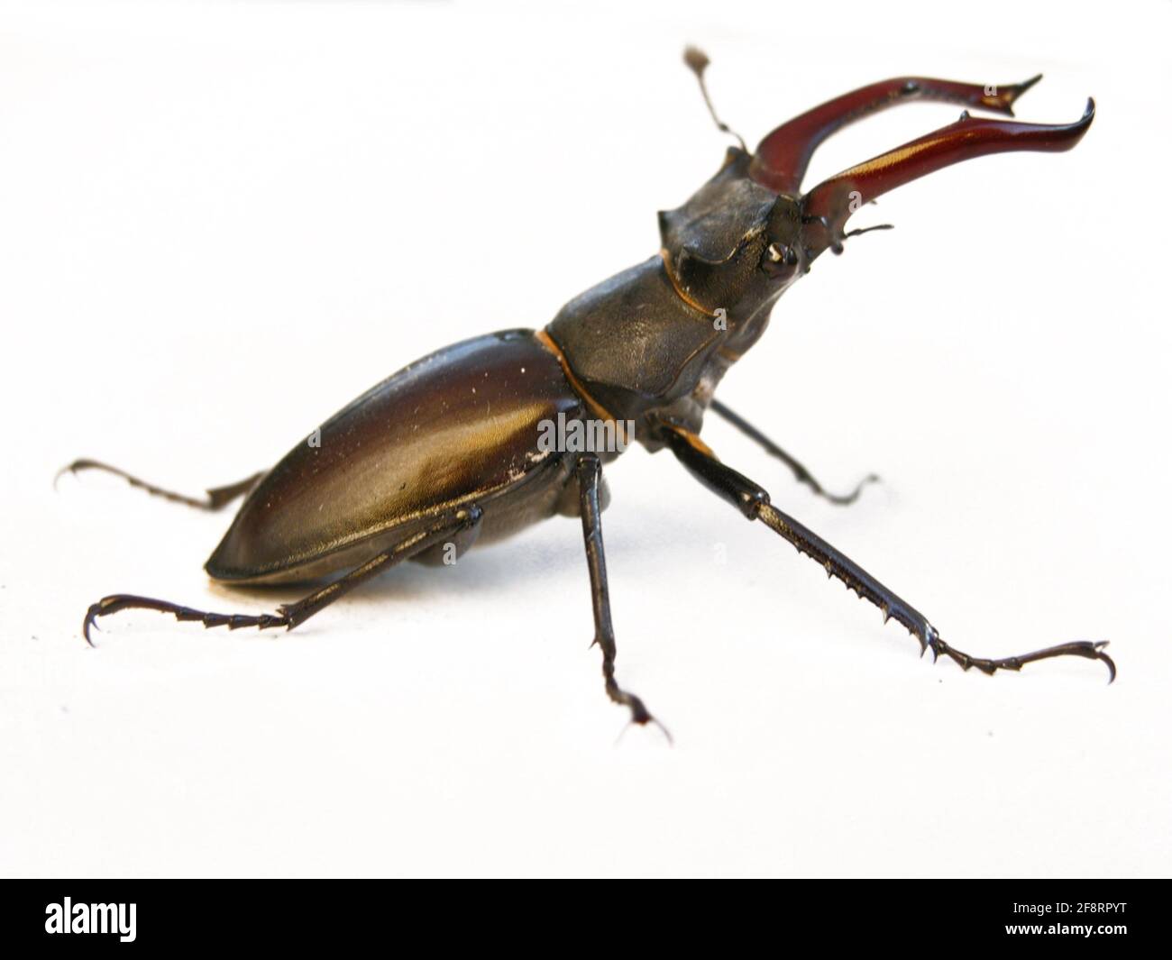 stag beetle, European stag beetle (Lucanus cervus), female, cut-out ...