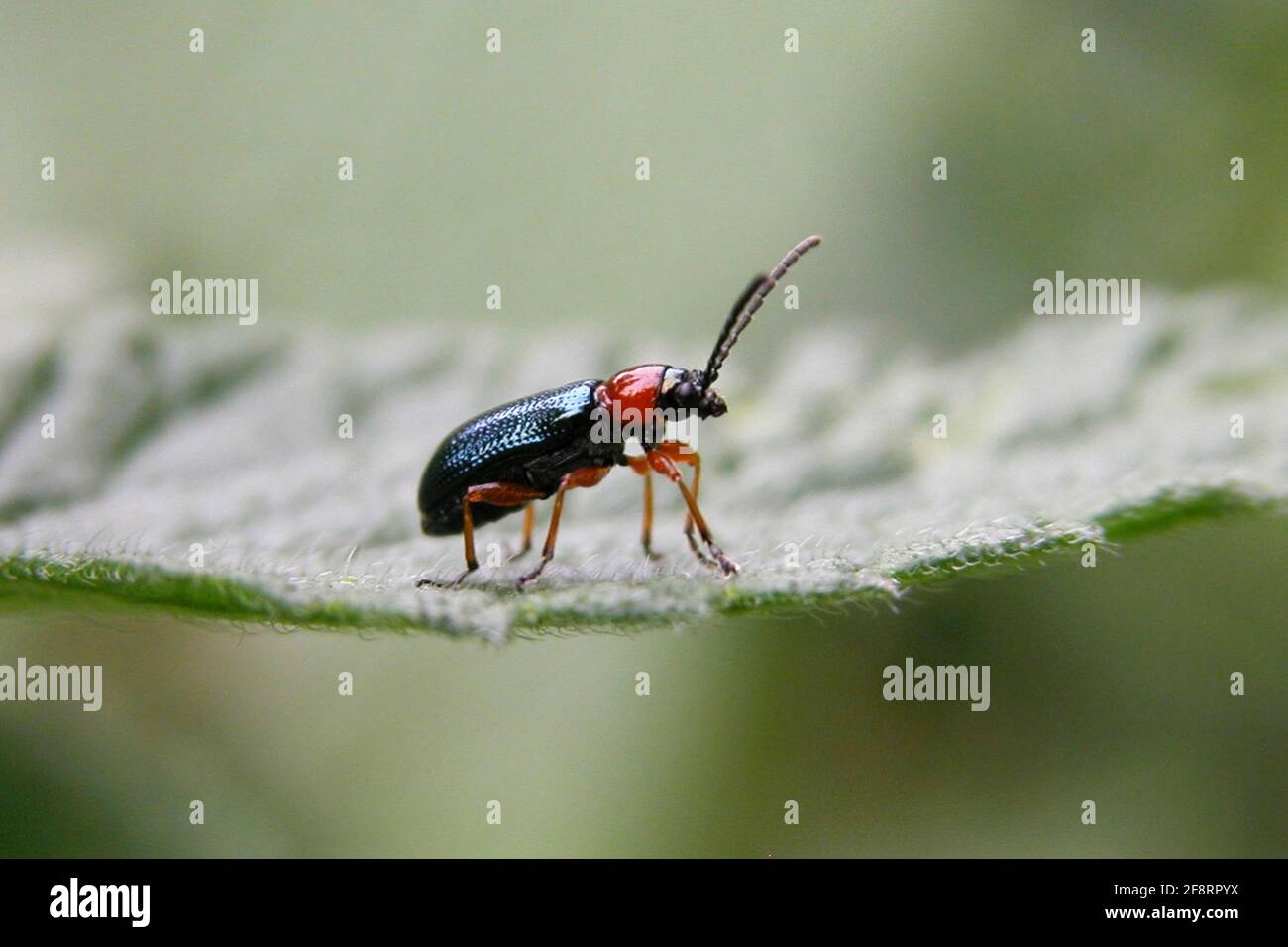 cereal leaf beetle (Lema melanopus, Oulema melanopus), sits on a leaf ...