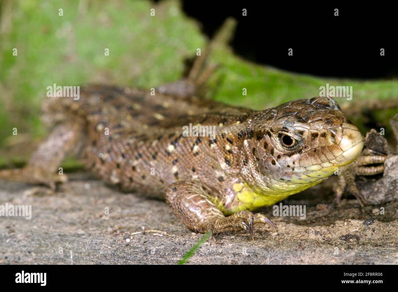 sand lizard (Lacerta agilis), female, Austria Stock Photo - Alamy