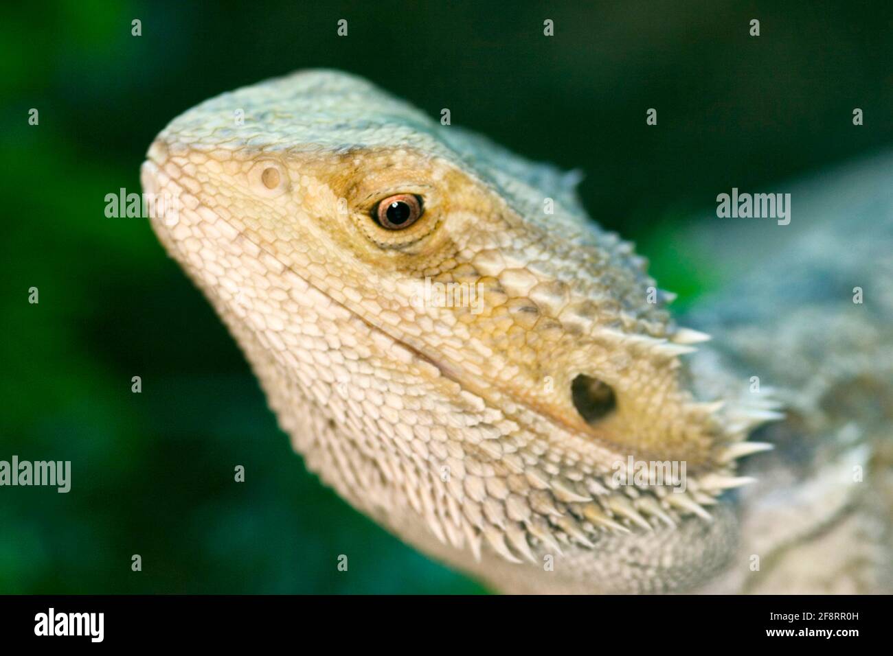 Central Bearded Dragon (Pogona vitticeps), portrait Stock Photo - Alamy