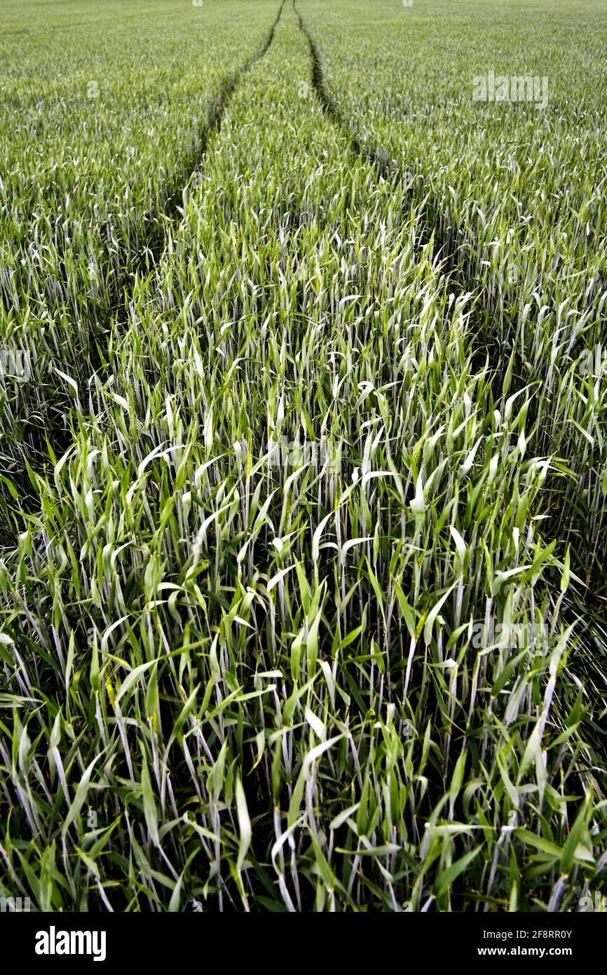 Austrian field uniform hi-res stock photography and images - Alamy