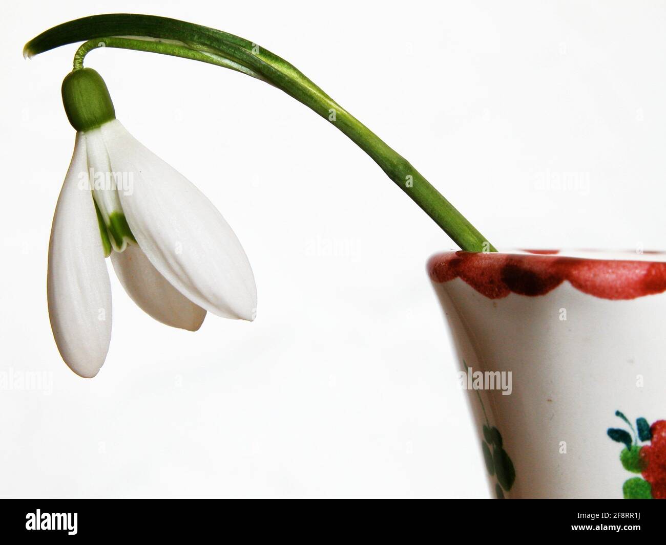 common snowdrop (Galanthus nivalis), flower in a vase, cut-out Stock ...