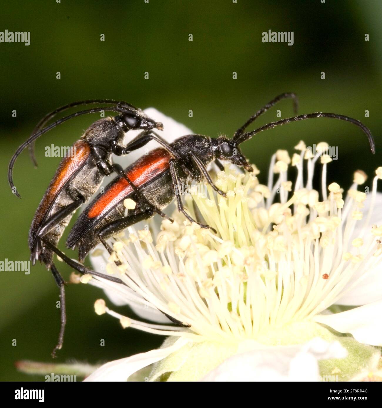 Black and red Longhorn Flower Beetle, Black-striped longhorn beetle ...