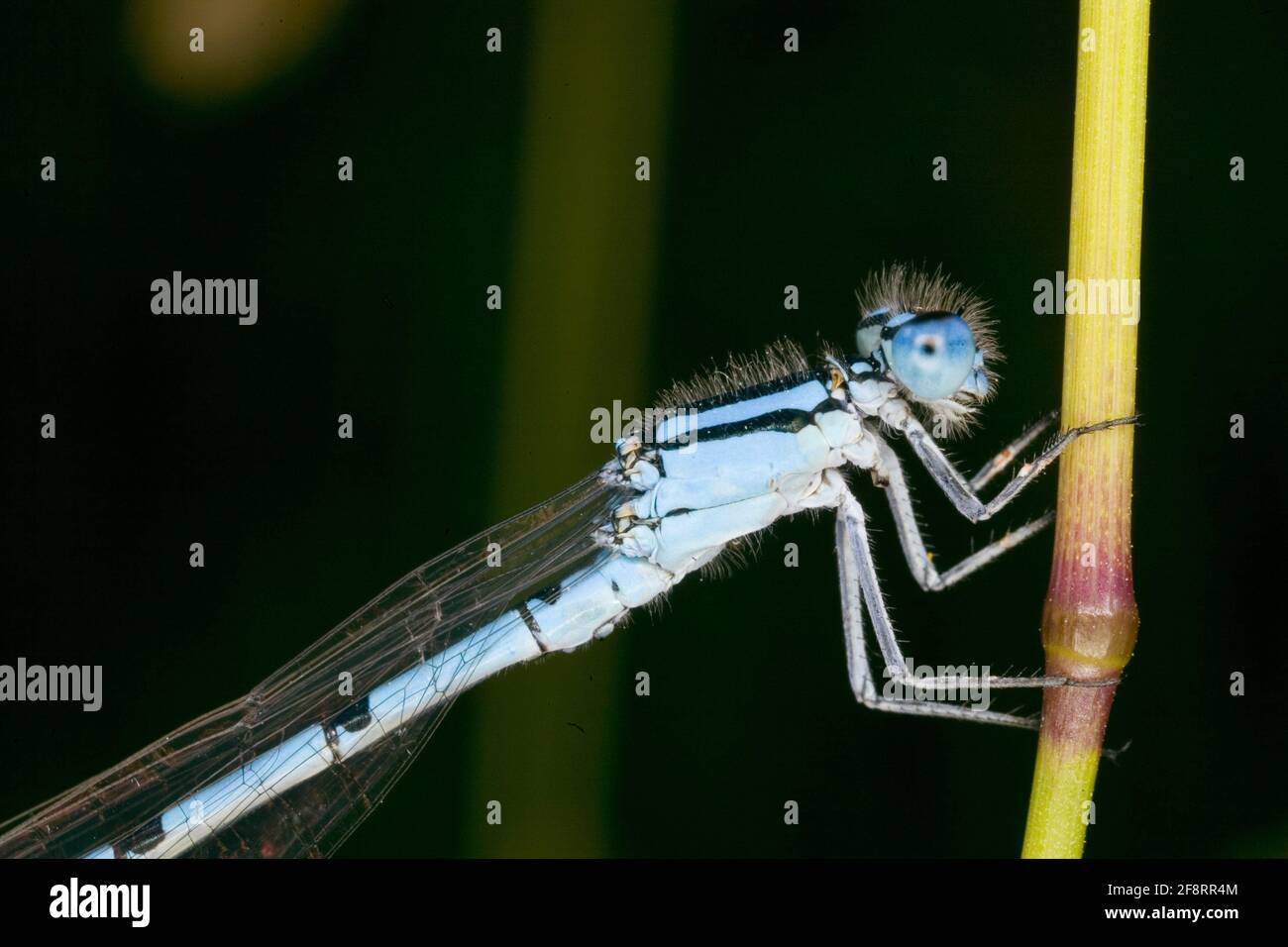 Common blue damselfly, Common bluet damselfly (Enallagma cyathigera ...