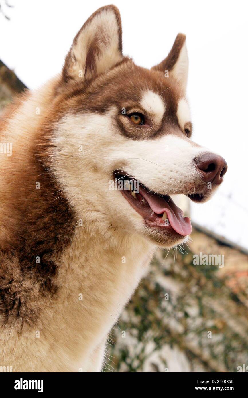 Siberian Husky (Canis lupus f. familiaris), portrait, side view Stock ...