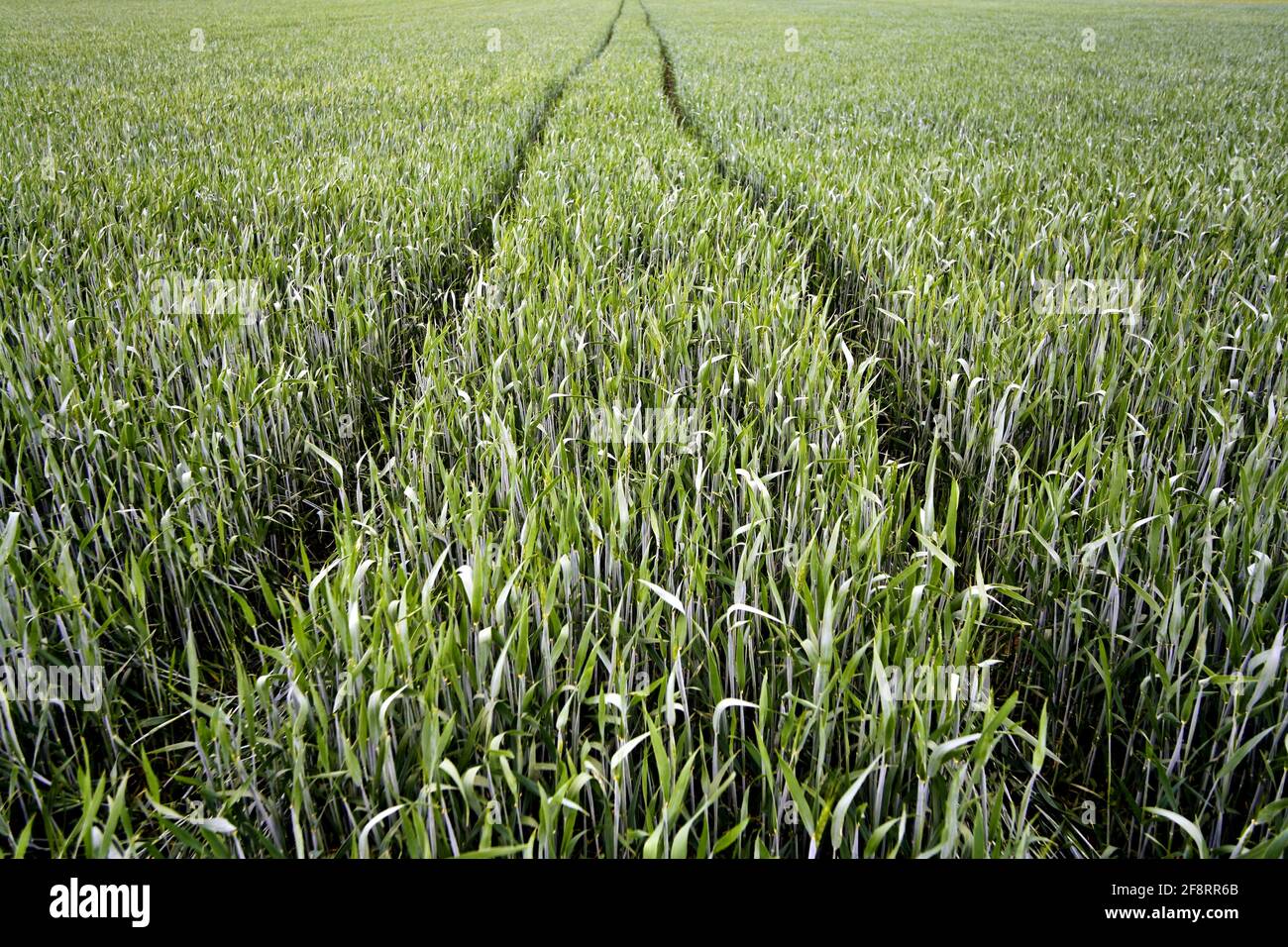 Austrian field uniform hi-res stock photography and images - Alamy