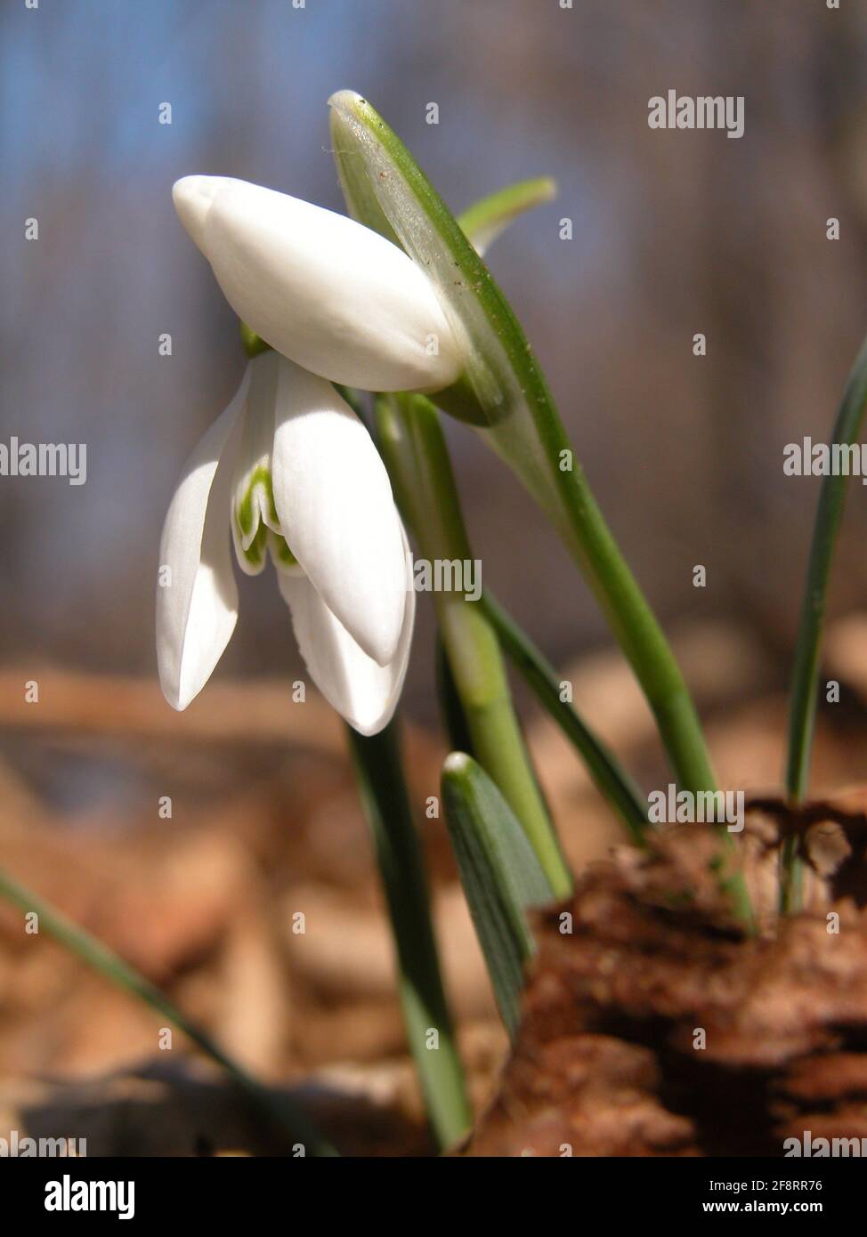 Snowdrop bud hi-res stock photography and images - Alamy