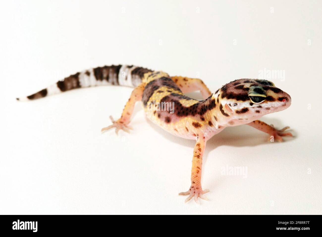 Leopard gecko (Eublepharis macularius), front view, cut-out Stock Photo ...