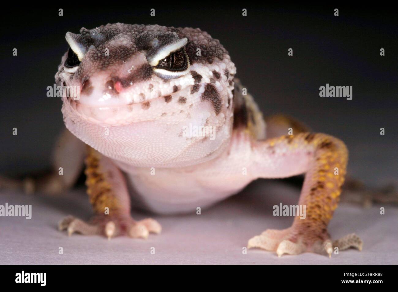 Leopard gecko (Eublepharis macularius), front view, studio photography ...
