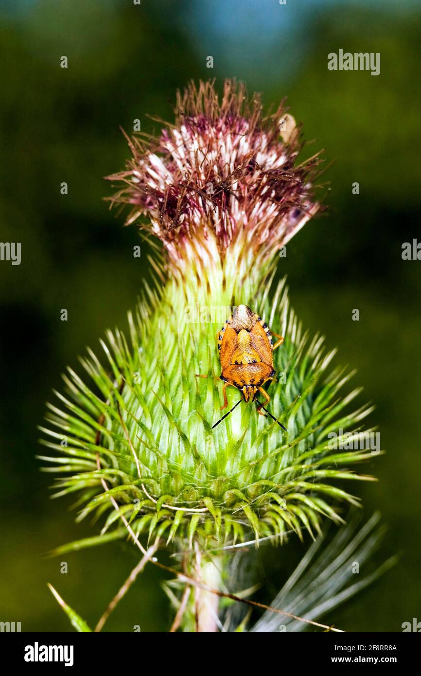 Black-shouldered Shield Bug (Carpocoris purpureipennis), sits on a ...