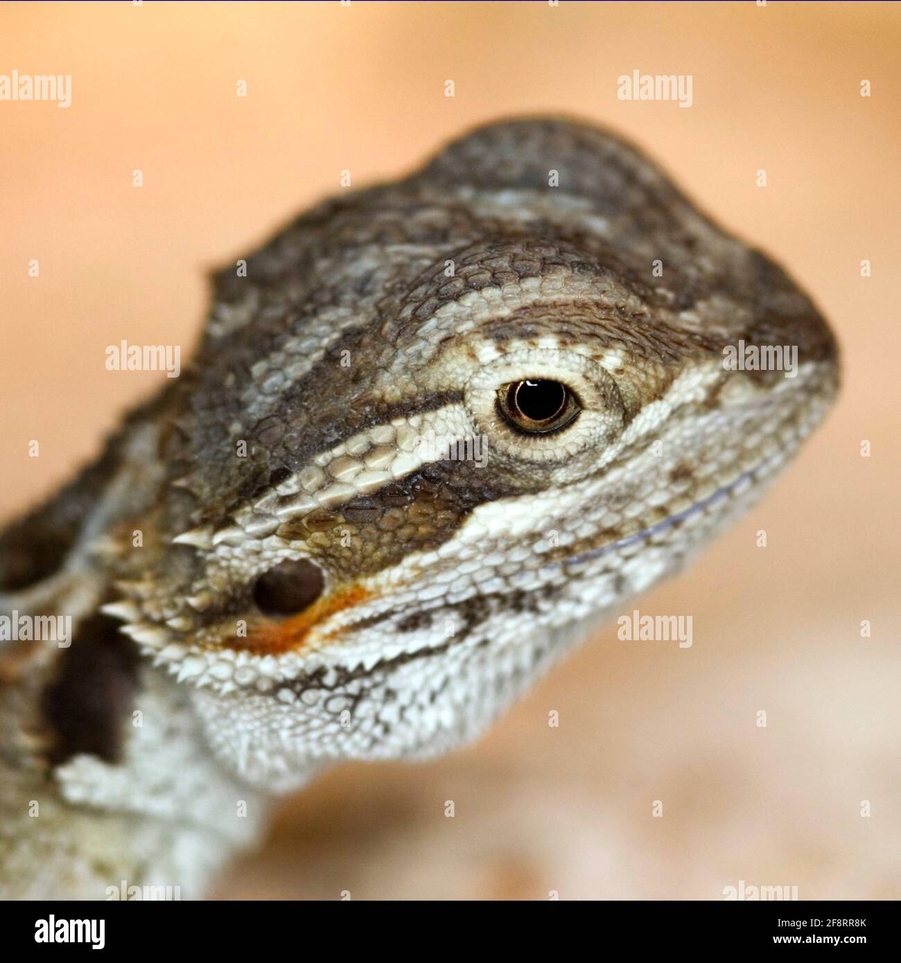Juvenile bearded dragon hi-res stock photography and images - Alamy