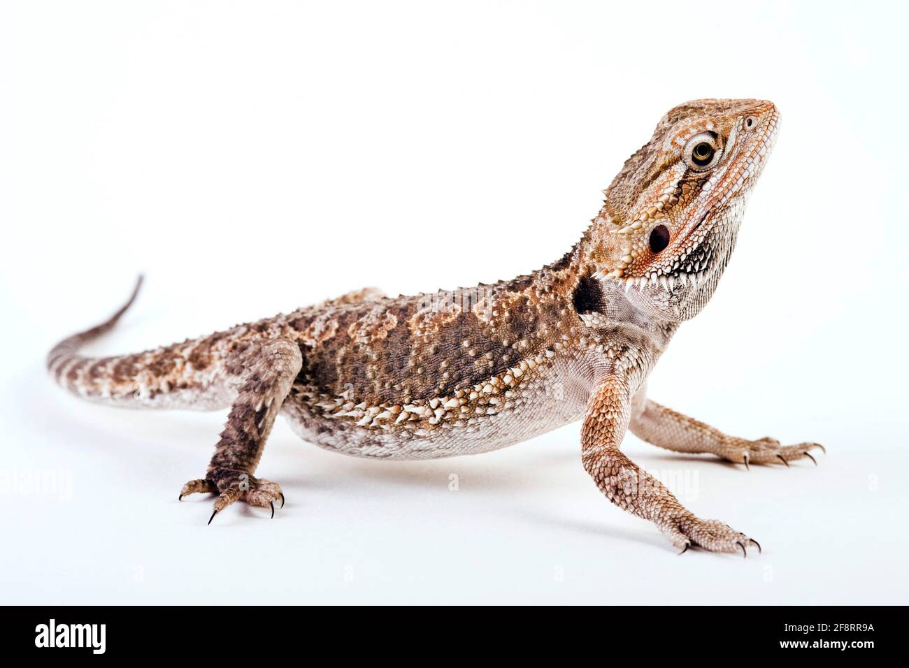 Central Bearded Dragon (Pogona vitticeps), side view, cut-out Stock ...