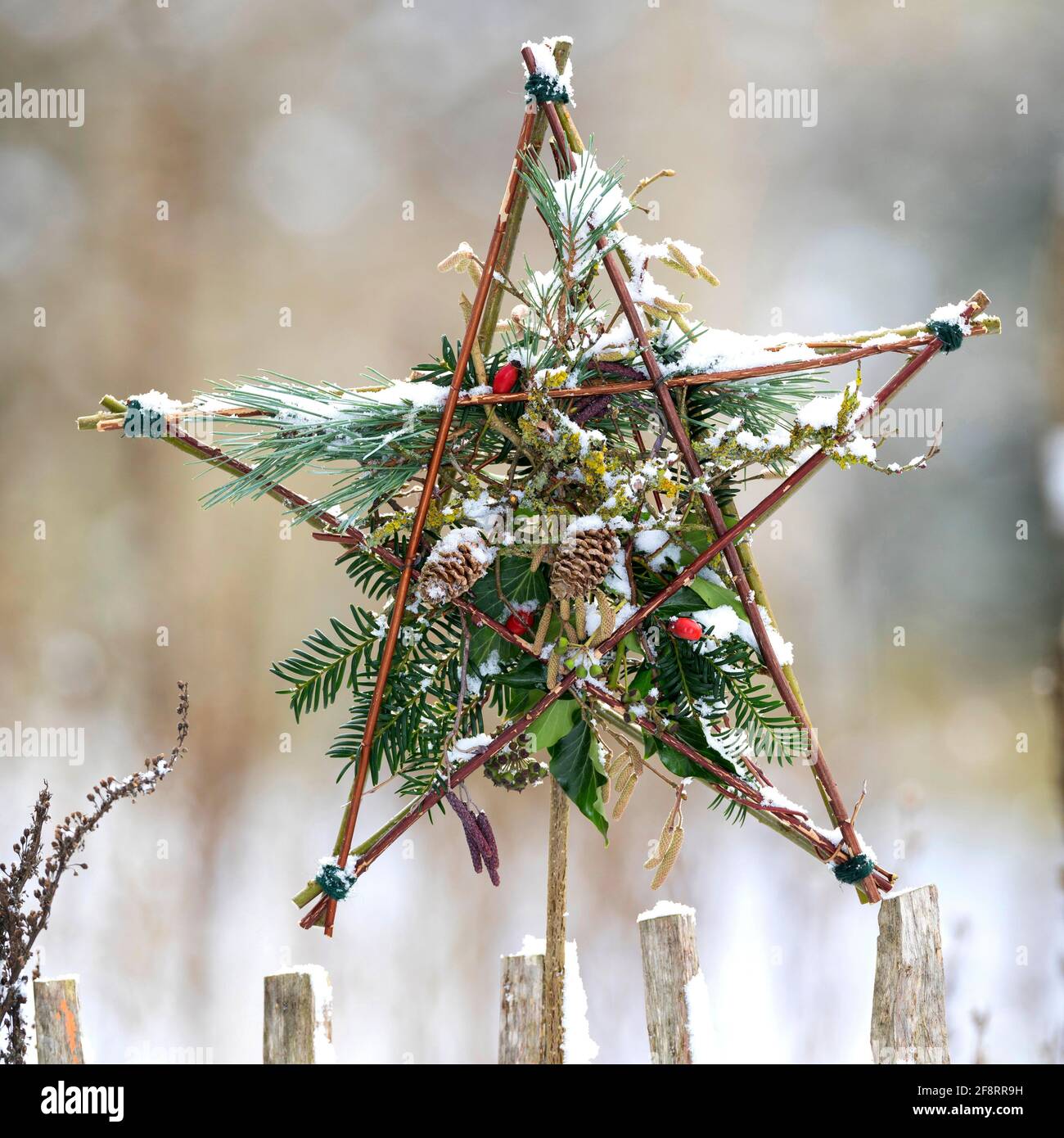 homemade Advent star made of twigs with ivy, rose hips, yew and pine ...
