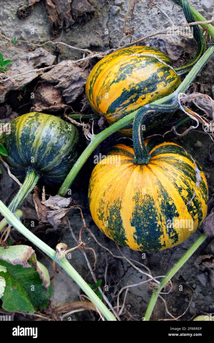 marrow, field pumpkin (Cucurbita pepo), fruits on the pumpkin field ...