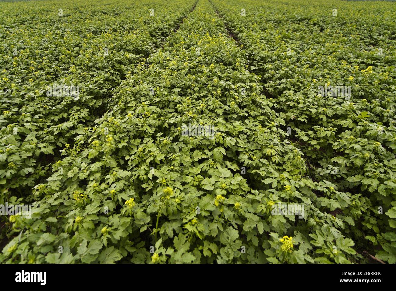 White mustard (Sinapis alba, Brassica alba), mustard field with young ...