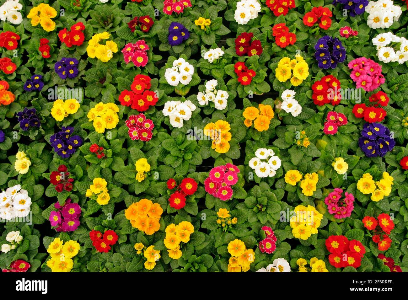 true English primrose (Primula acaulis, Primula vulgaris), different ...