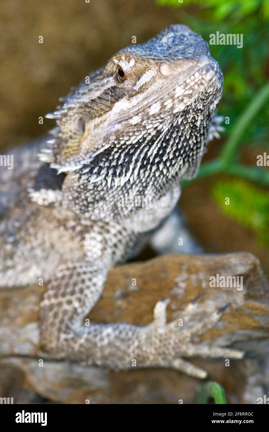 Central Bearded Dragon (Pogona vitticeps), portrait Stock Photo - Alamy