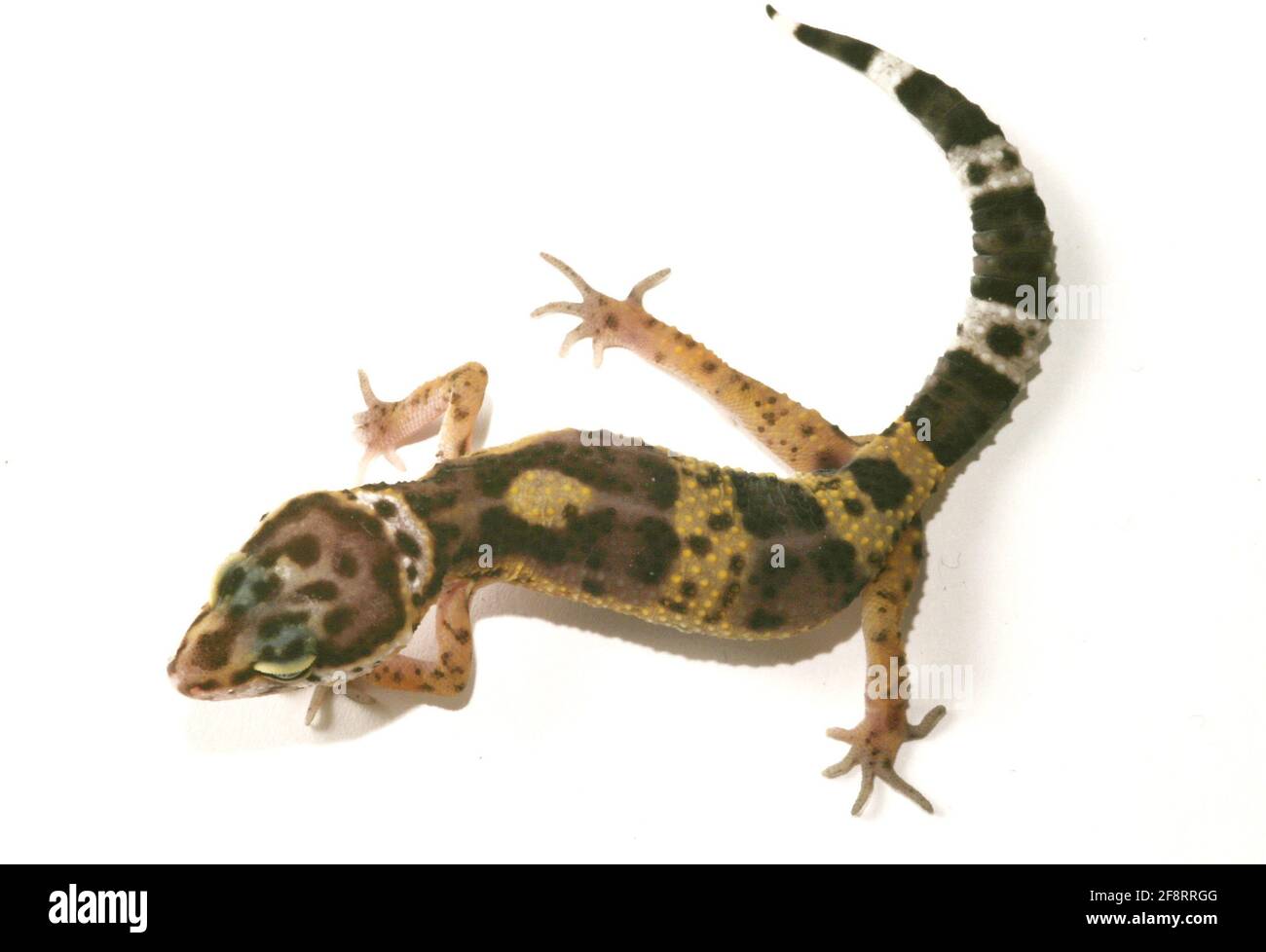 Leopard gecko (Eublepharis macularius), top view, cut-out Stock Photo ...