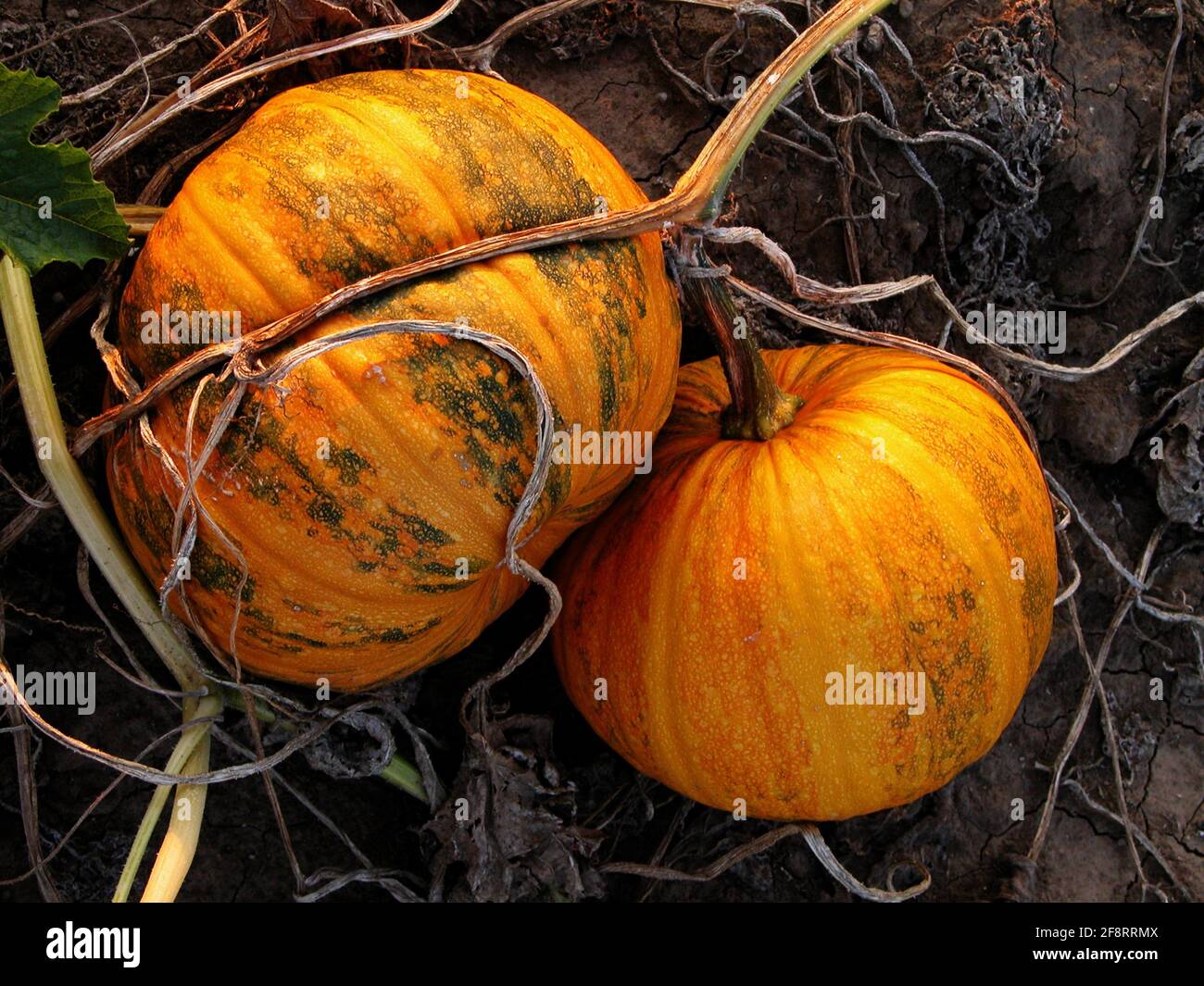 marrow, field pumpkin (Cucurbita pepo), fruits on the pumpkin field ...