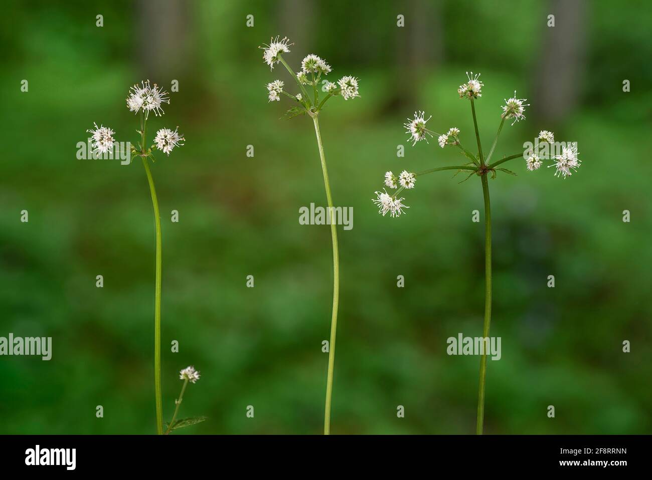 Wood sanicle (Sanicula europaea), inflorescences, Germany, Bavaria ...