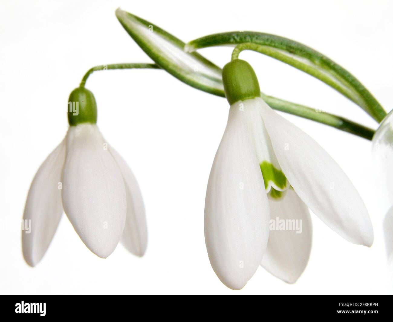 Two snowdrop flowers hi-res stock photography and images - Alamy