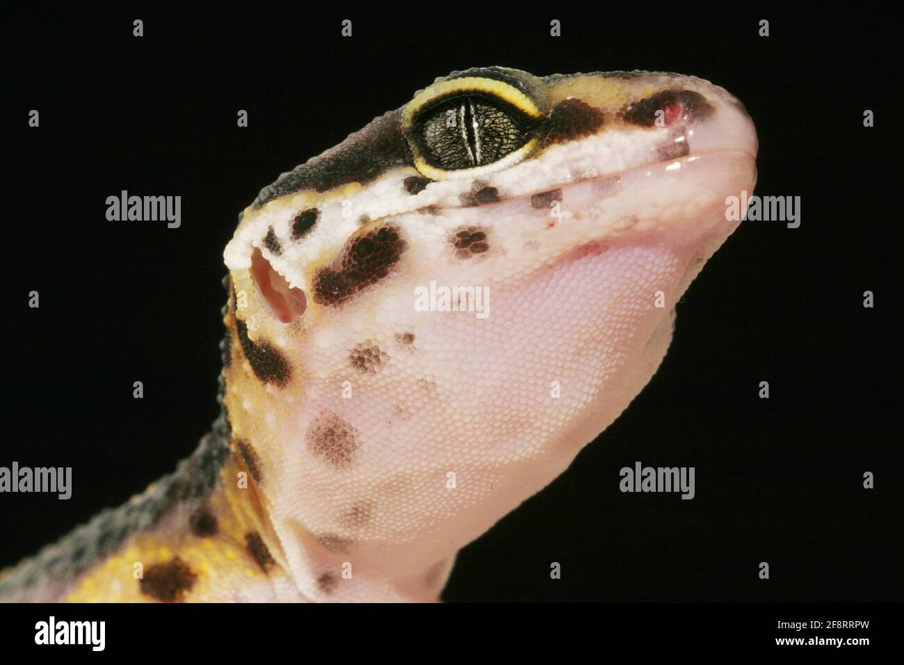 Leopard gecko (Eublepharis macularius), portrait Stock Photo - Alamy