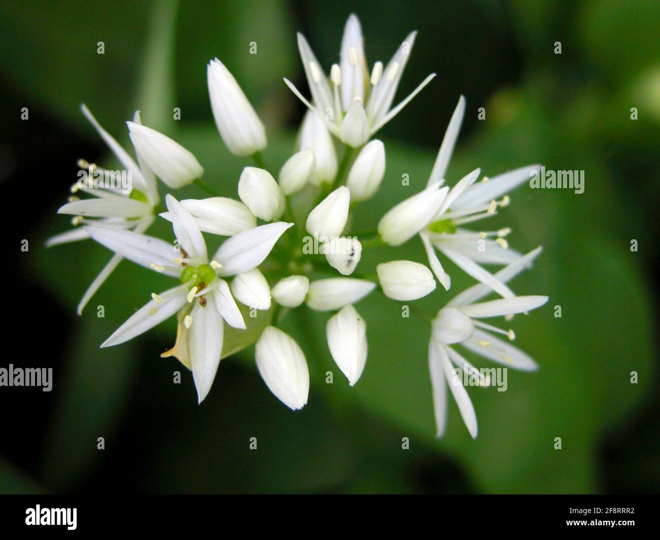 ramson, buckrams, wild garlic, broad-leaved garlic, wood garlic, bear ...